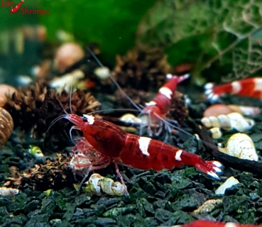 Wirbellosenzucht - Taiwan Red Ruby