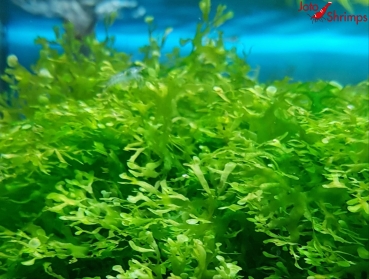 Wirbellosenzucht - Süßwassertang 250ml