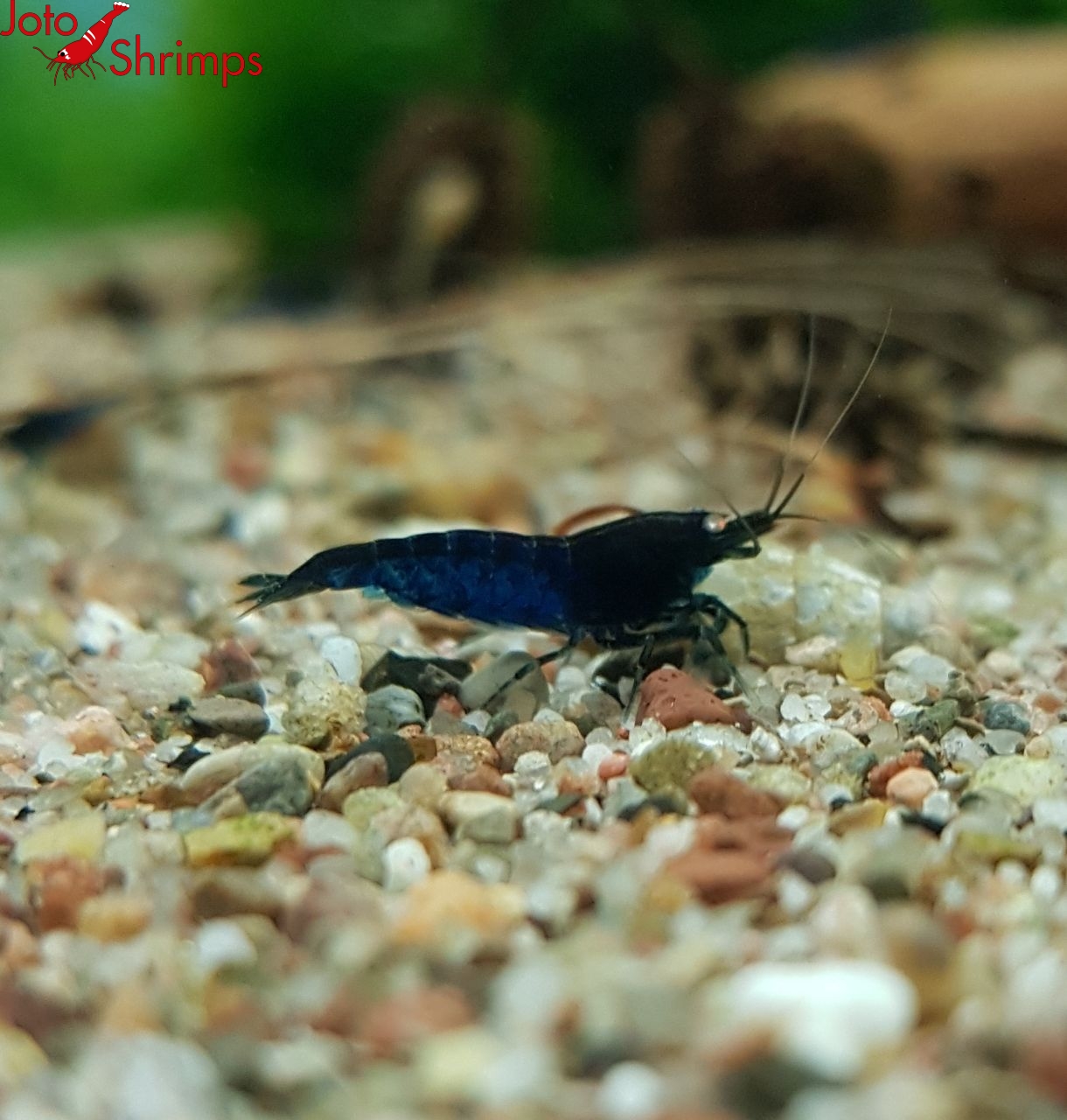 Wirbellosenzucht - Royal Blue Tiger