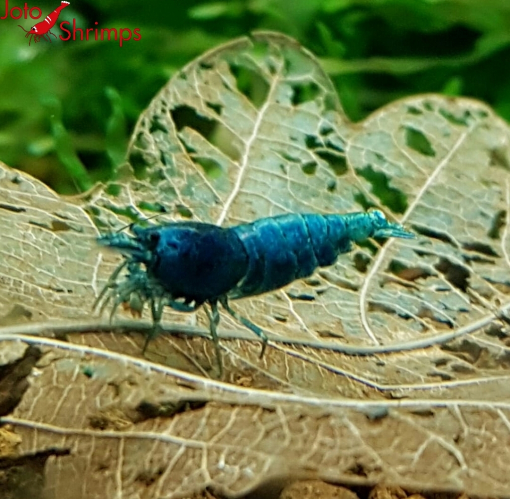 Wirbellosenzucht - Taiwan Blue Bolt