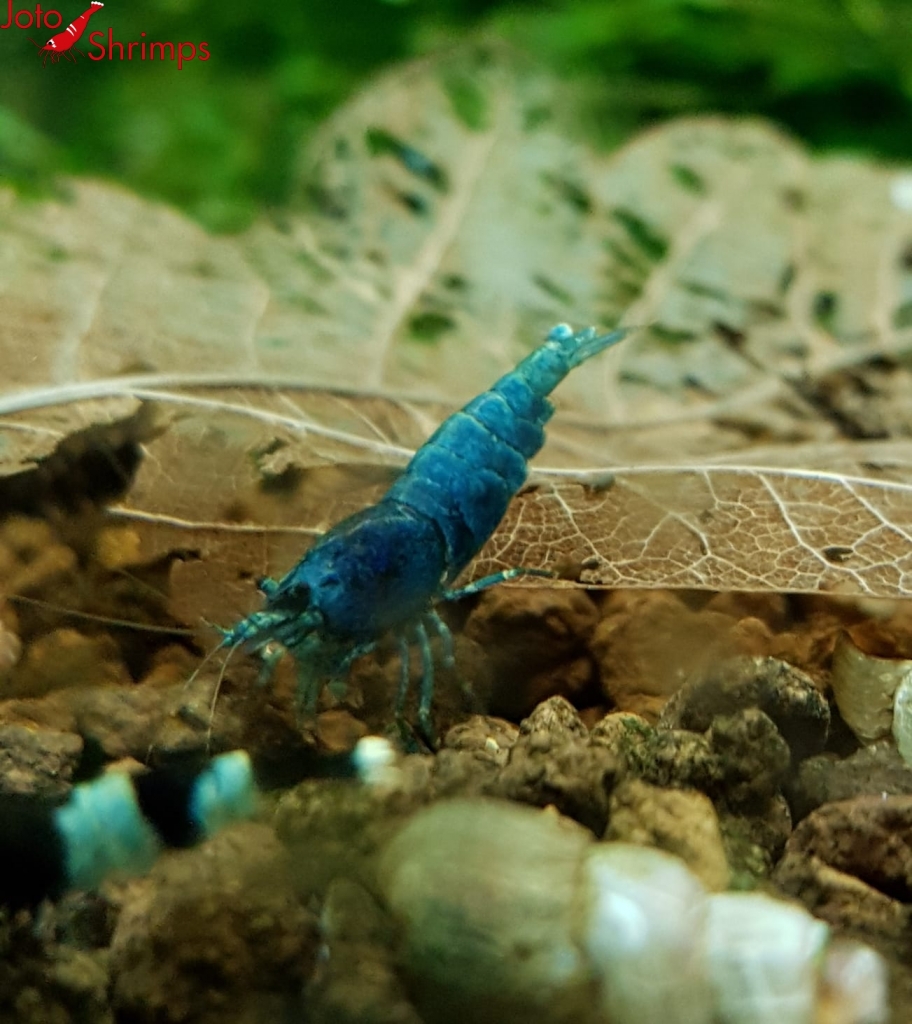 Wirbellosenzucht - Taiwan Blue Bolt