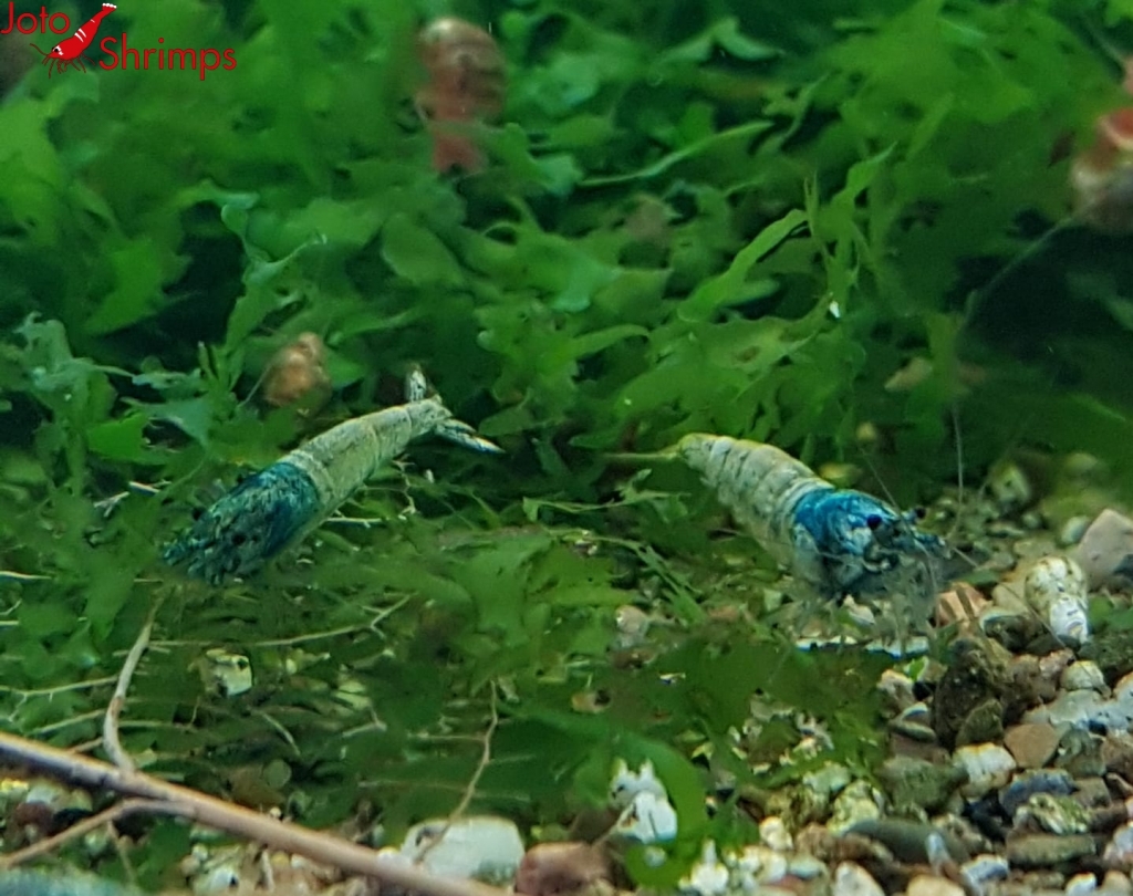 Wirbellosenzucht - Taiwan Blue Bolt